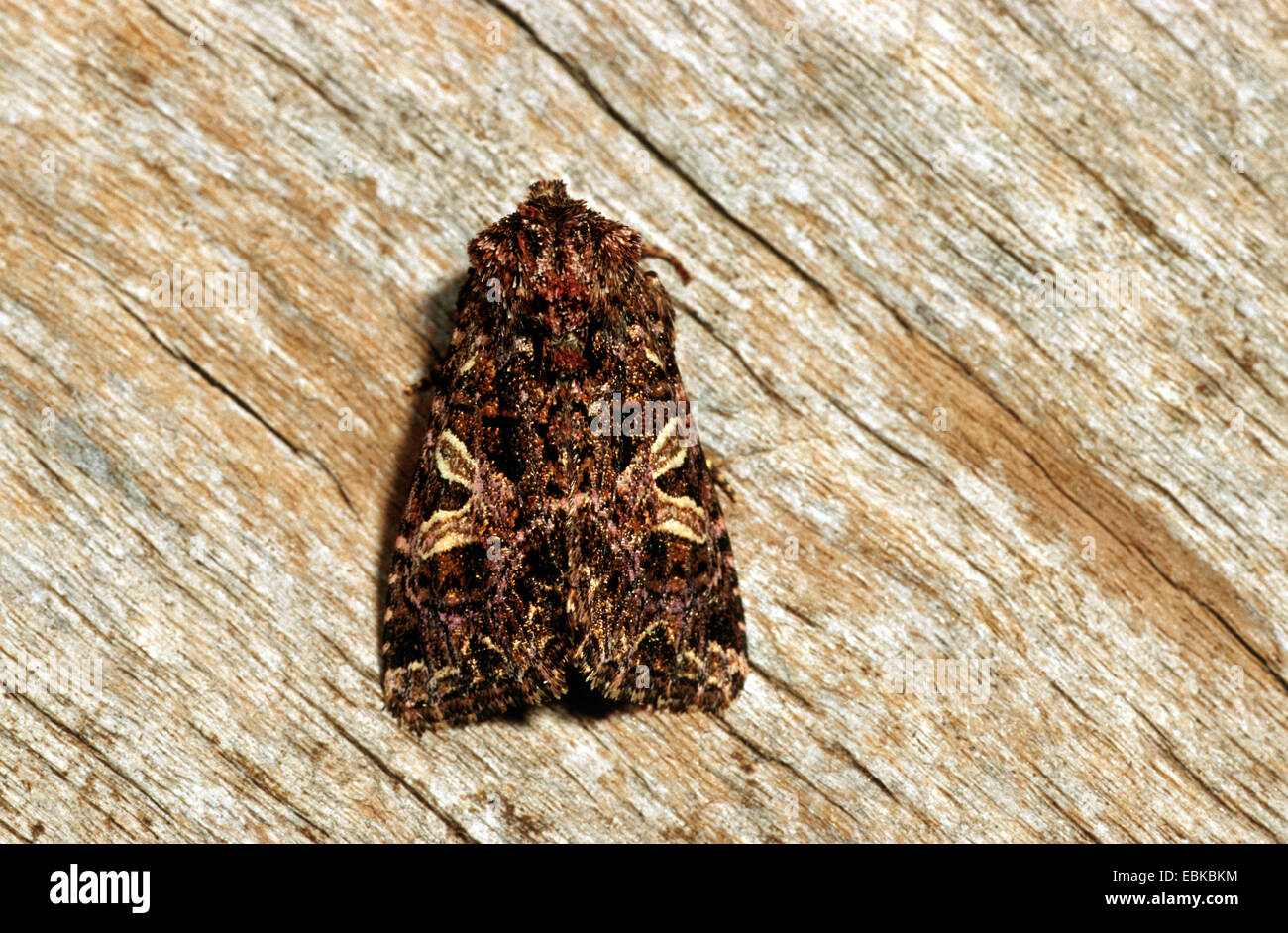 Campion (Sideridis rivularis), imago on deadwood, Germany Stock Photo ...