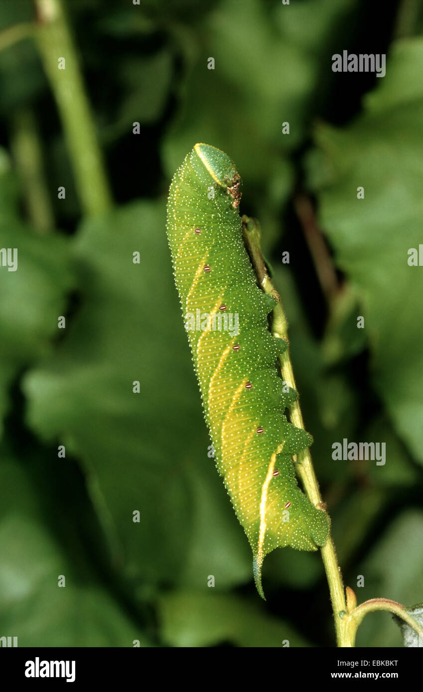 Eyed hawkmoth larva hi-res stock photography and images - Alamy