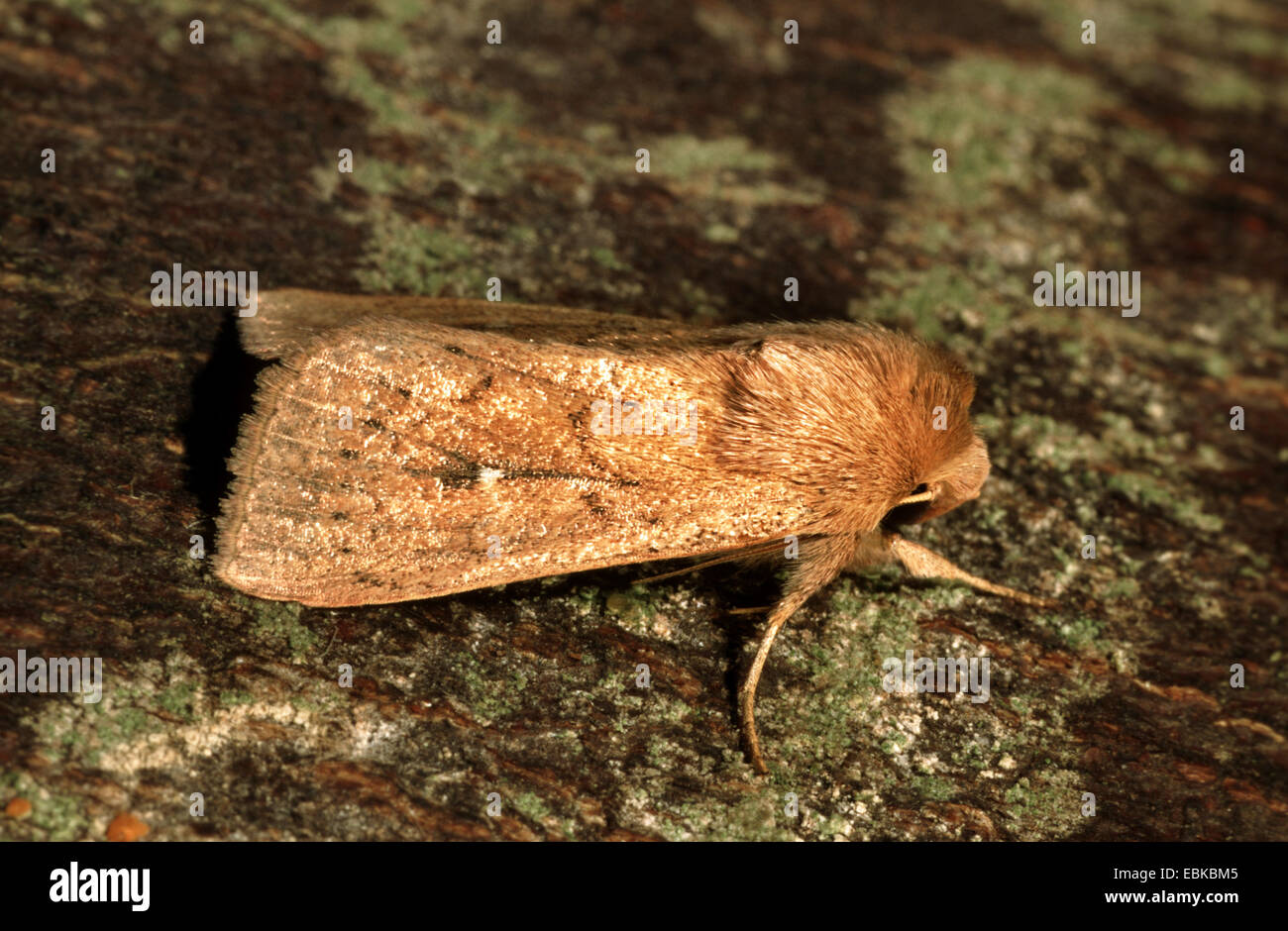 clay wainscot, clay moth (Mythimna ferrago), imago on bark, Germany ...