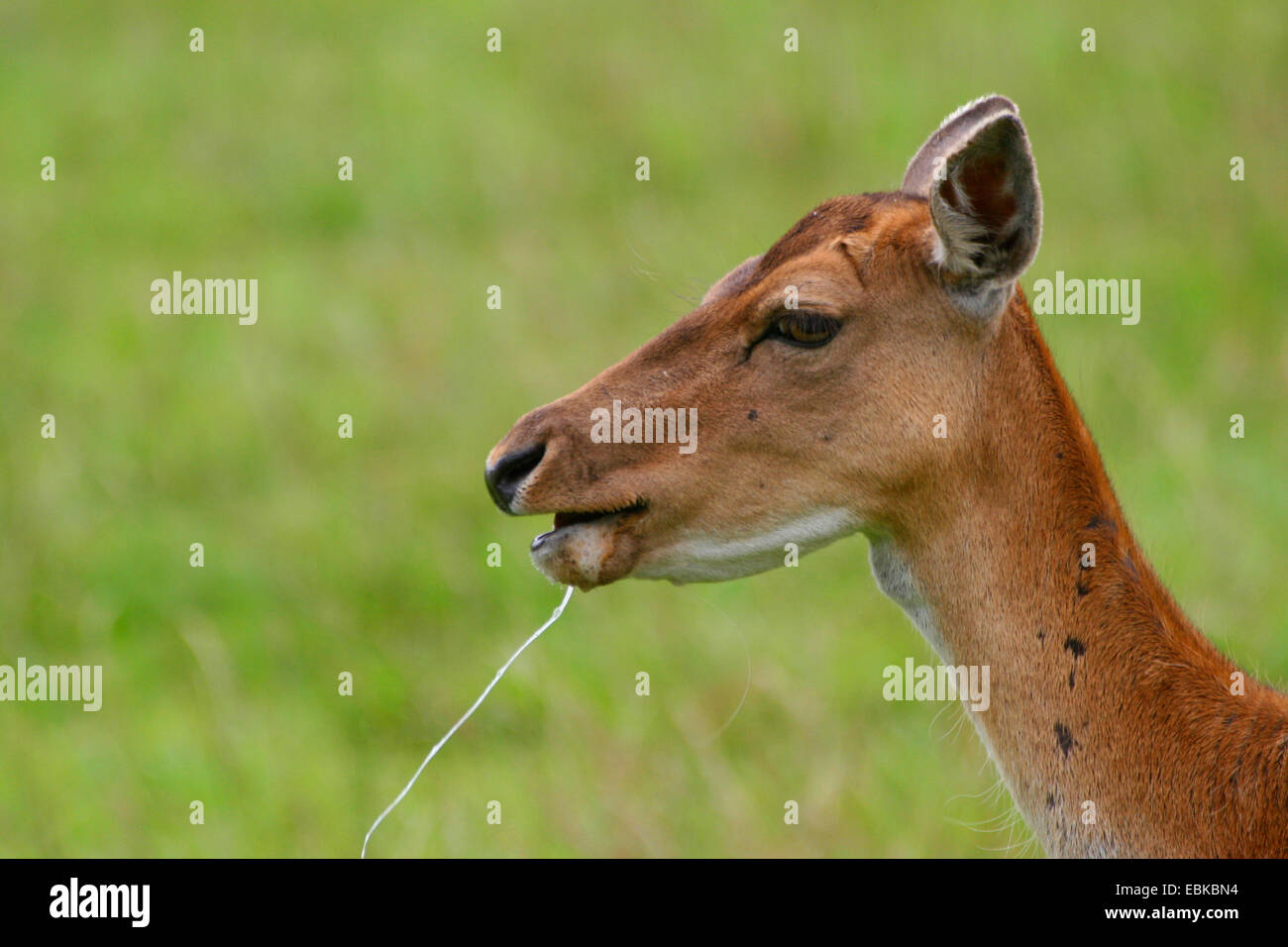 fallow deer (Dama dama, Cervus dama), chewing and salivating Stock ...