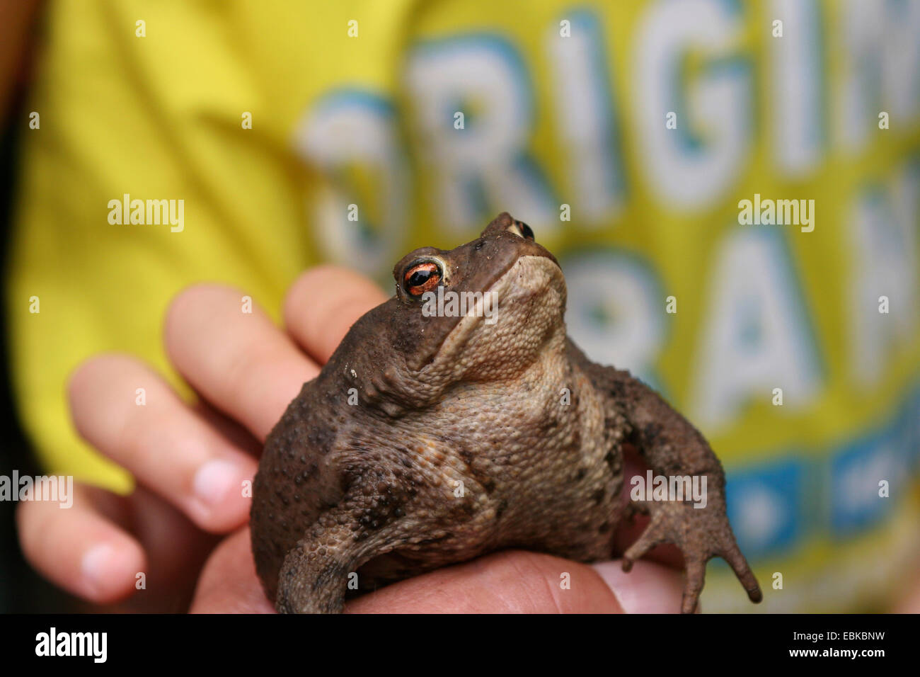 Common toad in the hands hi-res stock photography and images - Alamy