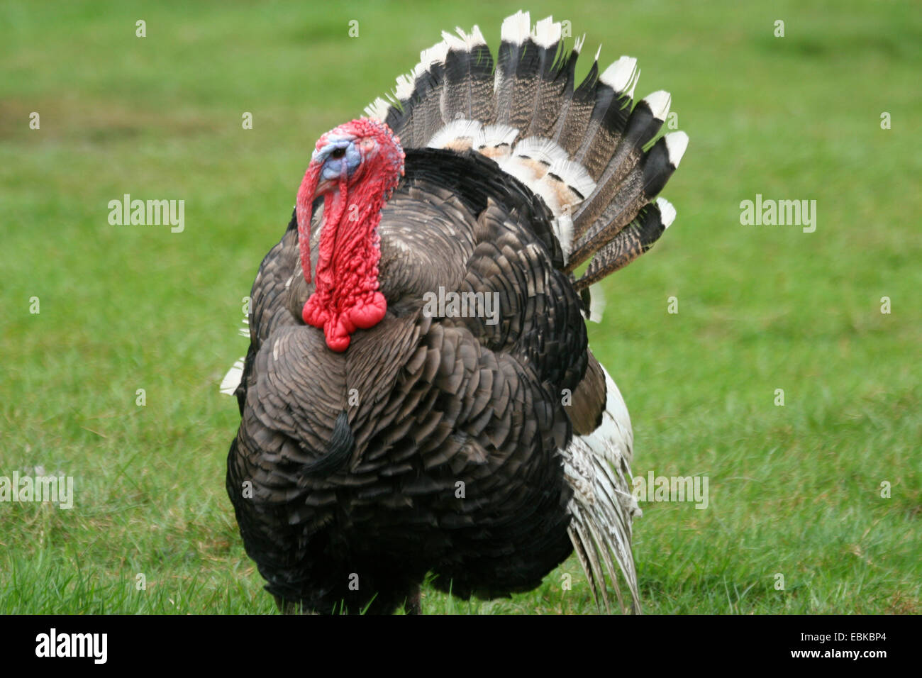 common turkey (Meleagris gallopavo), standing in a meadow, Germany ...