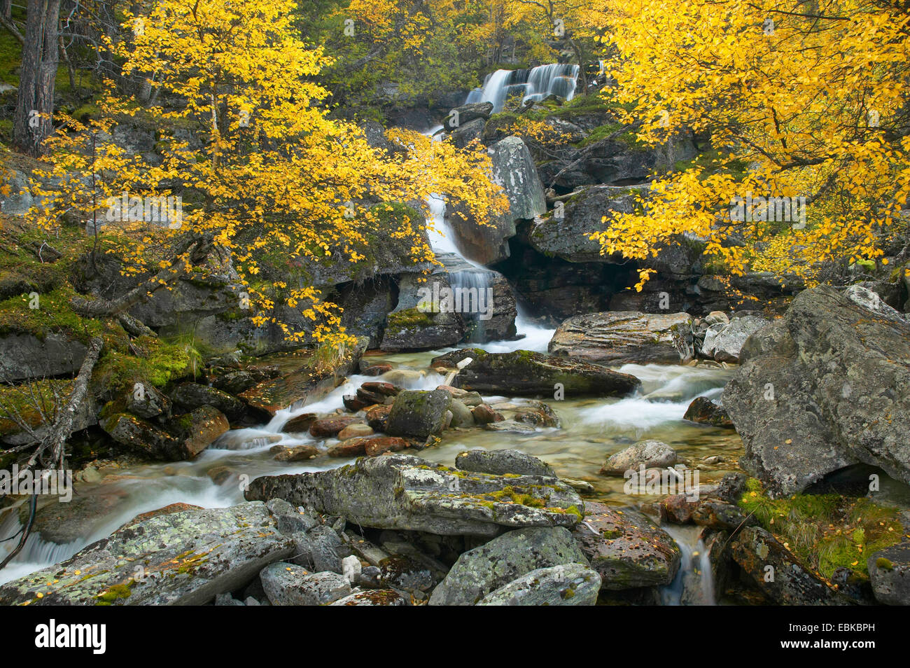 Woodland boreal forest hi-res stock photography and images - Alamy
