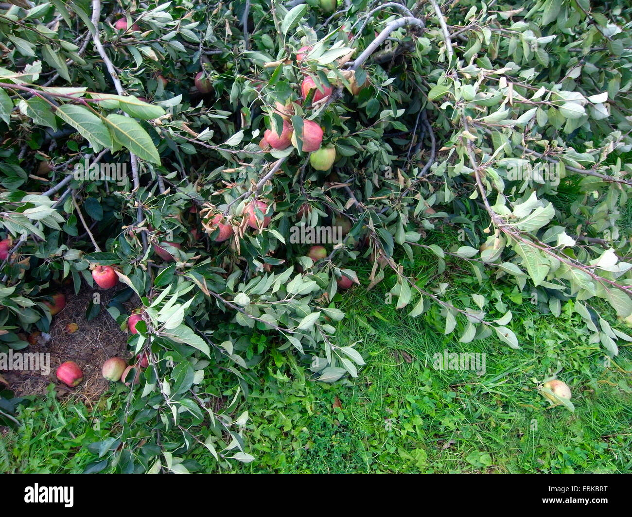 Habitat loss italy agriculture hi-res stock photography and images - Alamy