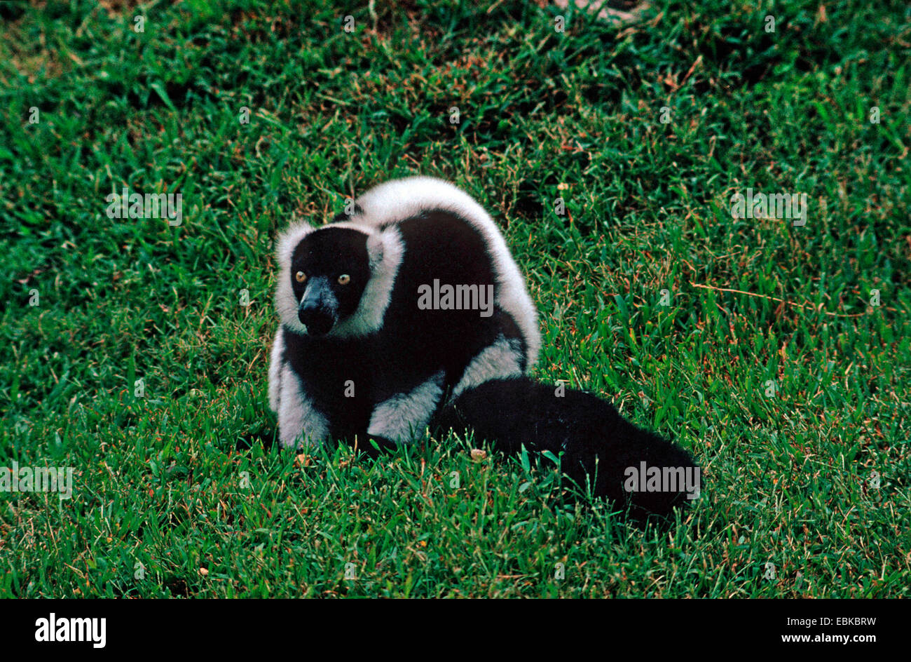 Lemur variegatus hi-res stock photography and images - Alamy