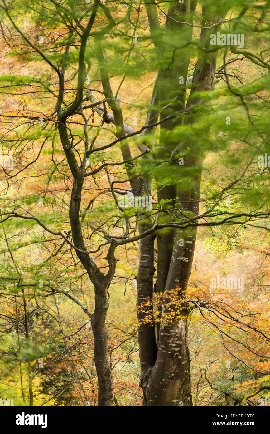 Allen trees hi-res stock photography and images - Alamy