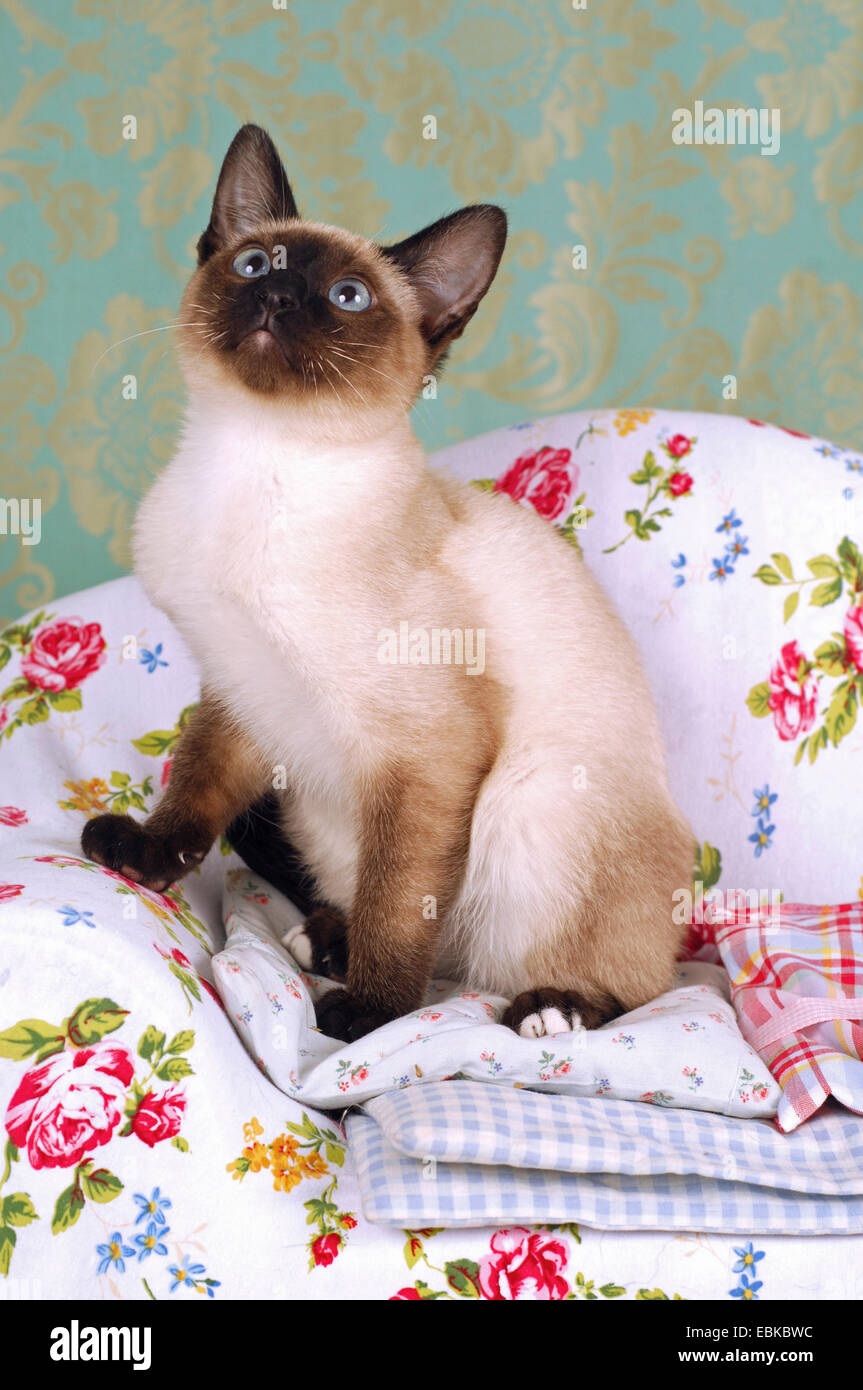 Female siamese cat hi-res stock photography and images - Alamy