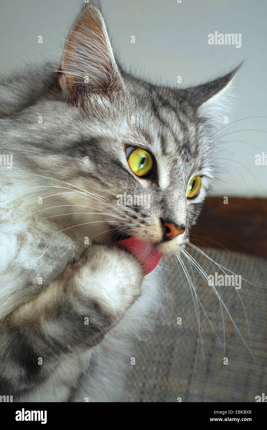 Maine Coon, American Longhair (Felis silvestris f. catus), tomcat ...