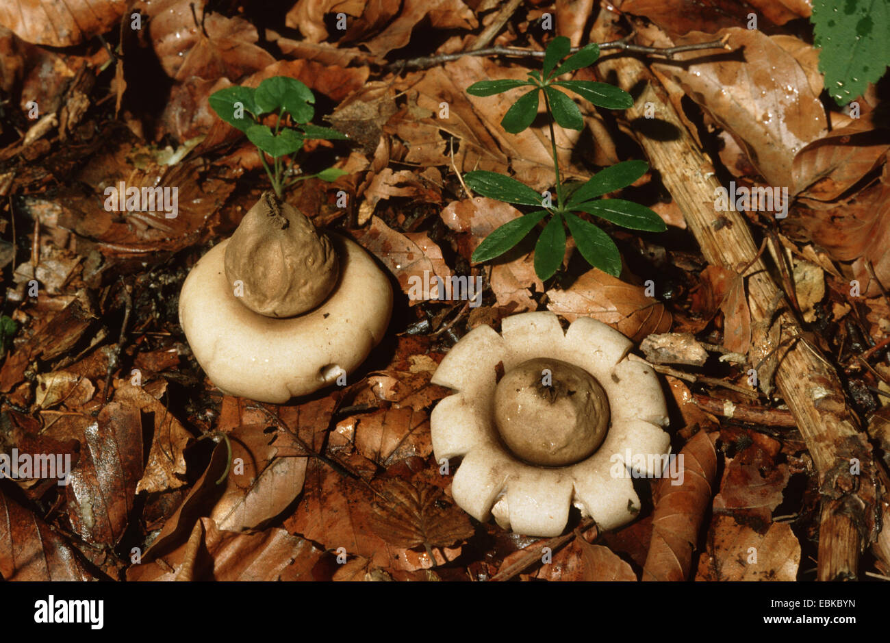 Sessile forest hi-res stock photography and images - Alamy