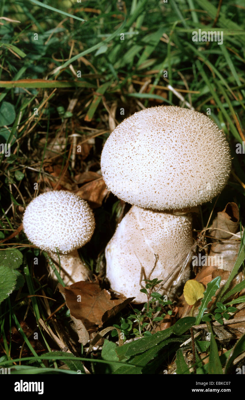 Common puffball, Warted puffball, Gem-studded puffball, Devil's snuff ...