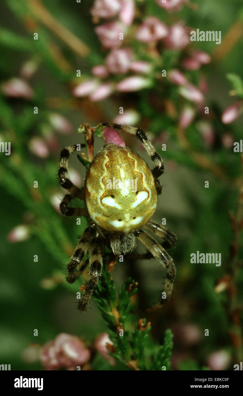 fourspotted orbweaver (Araneus quadratus), sitting on a twig, Germany ...