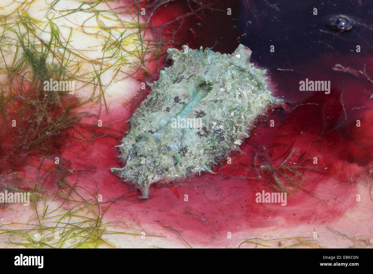 Botany cloud hi-res stock photography and images - Alamy