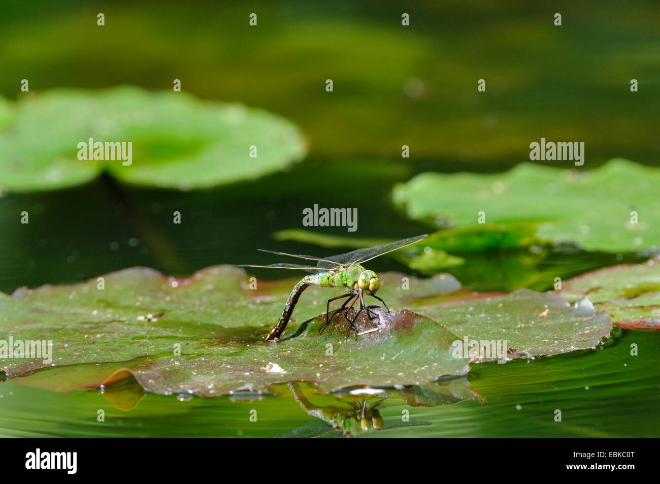 Family aeshnidae hi-res stock photography and images - Alamy