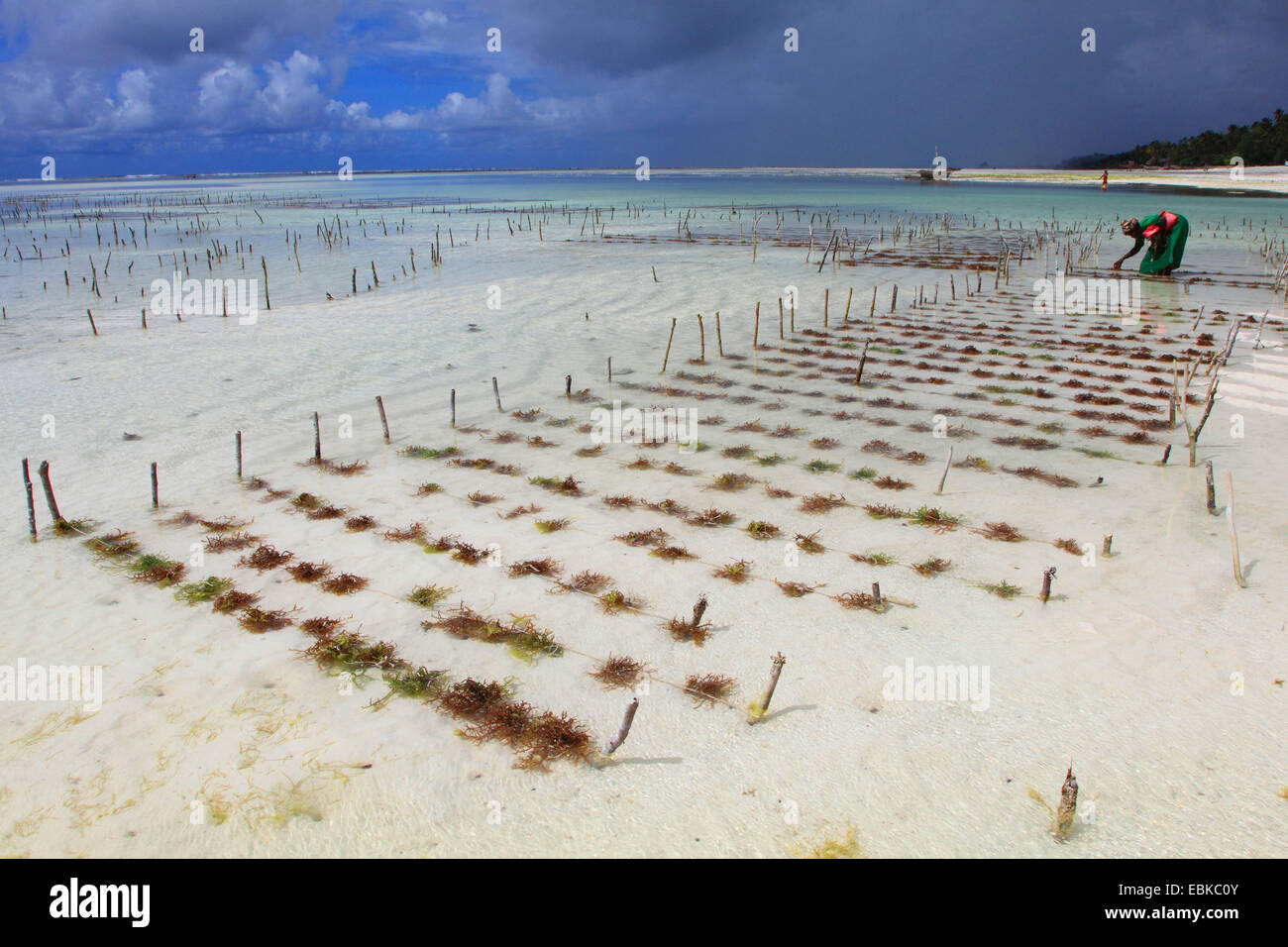 woman collecting seaweed in Indian Ocean, Tanzania, Sansibar Stock ...