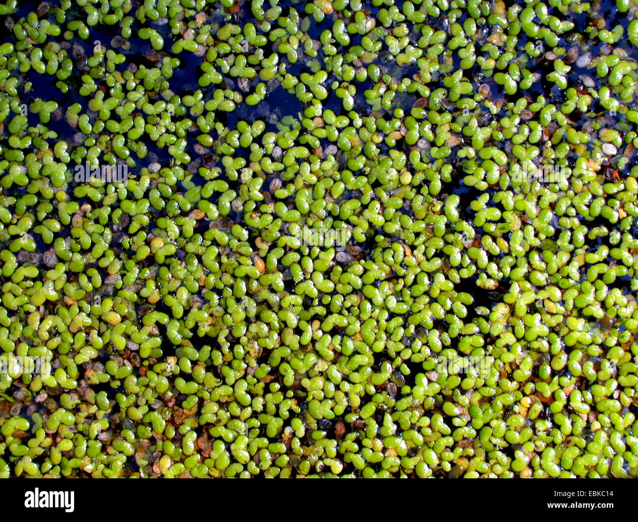 common duckweed, lesser duckweed (Lemna minor), floating, Germany Stock ...