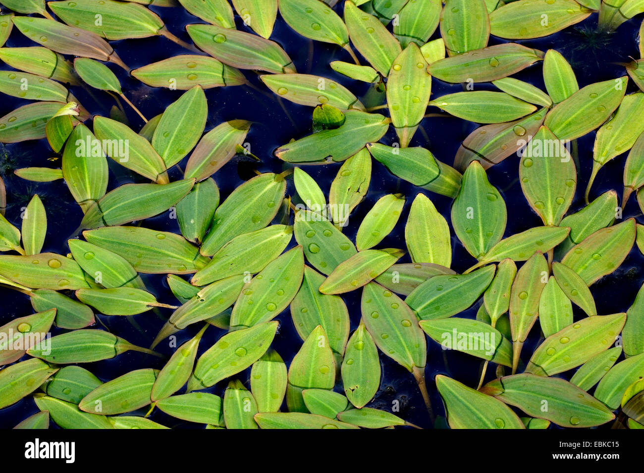 Variableleaf Pondweed, Grassy Pondweed (Potamogeton gramineus ), on a ...