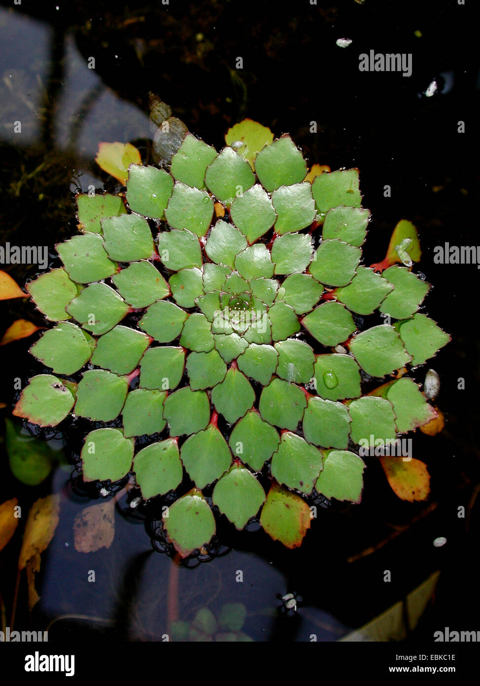 Plant Mosaic Plant High Resolution Stock Photography and Images - Alamy