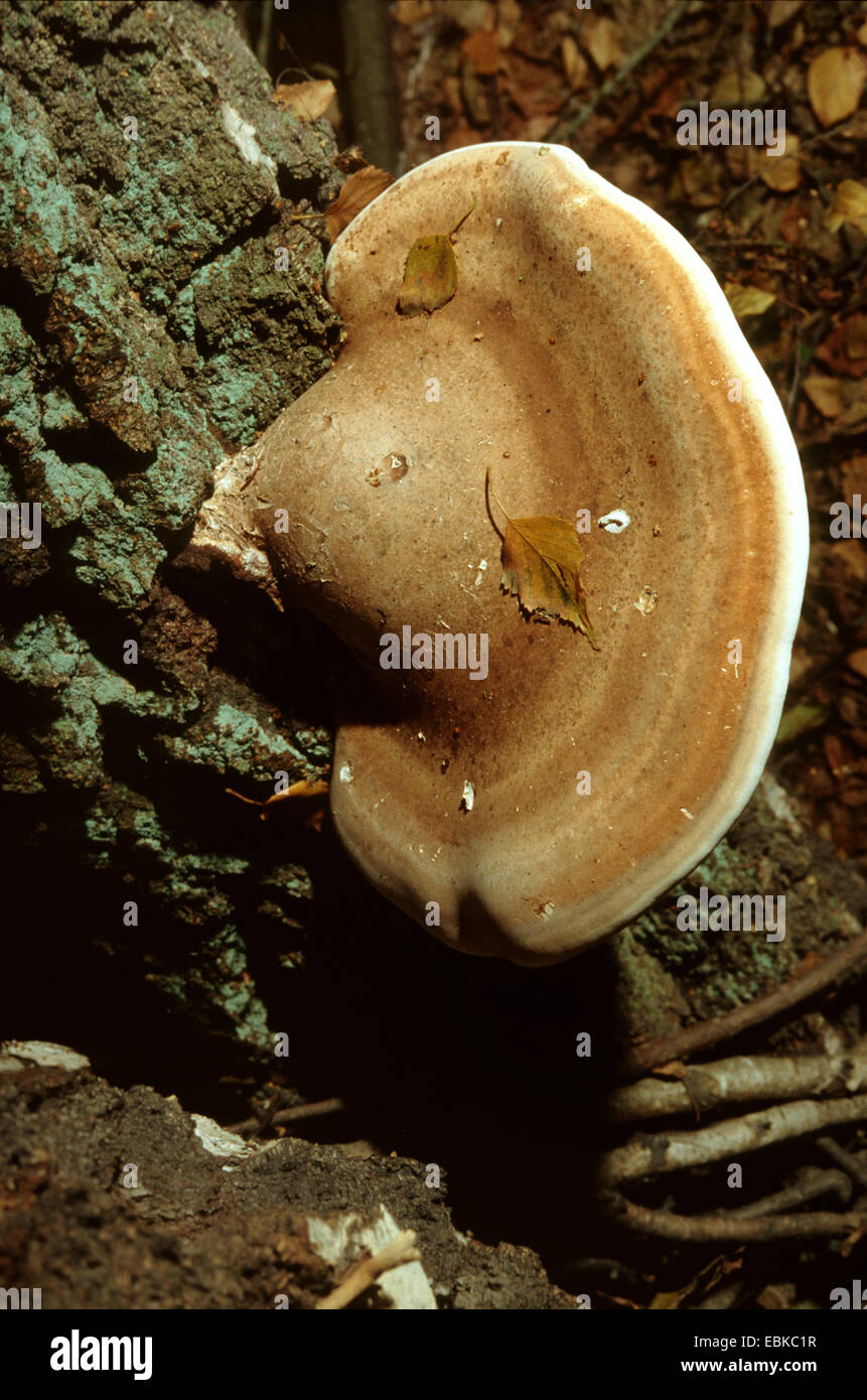 Body of tree hi-res stock photography and images - Alamy