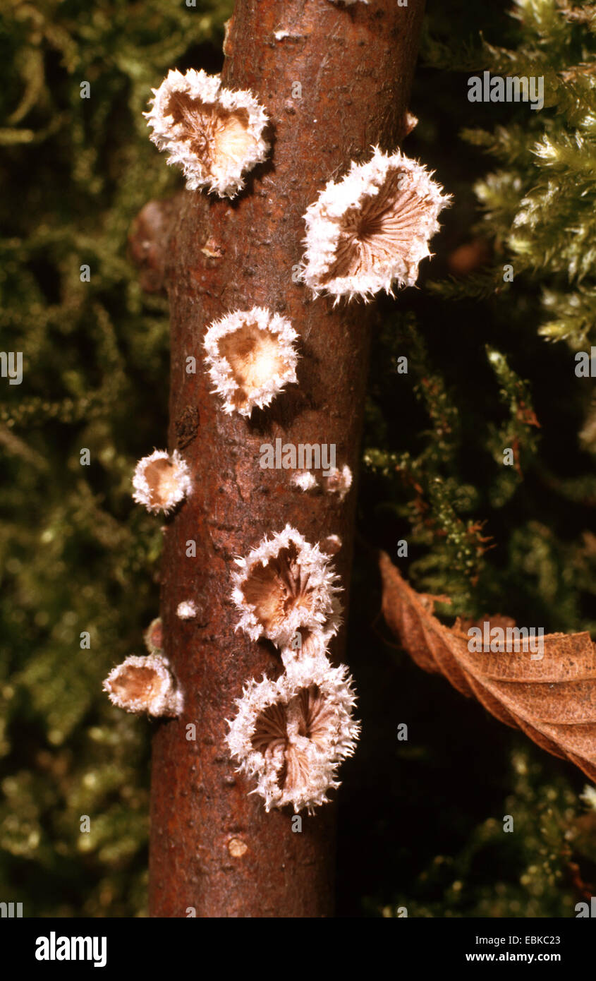 Fruiting bodies on a stem hi-res stock photography and images - Alamy