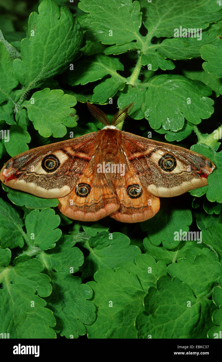 emperor moth (Saturnia pavonia, Eudia pavonia), imago on leaf, Germany ...