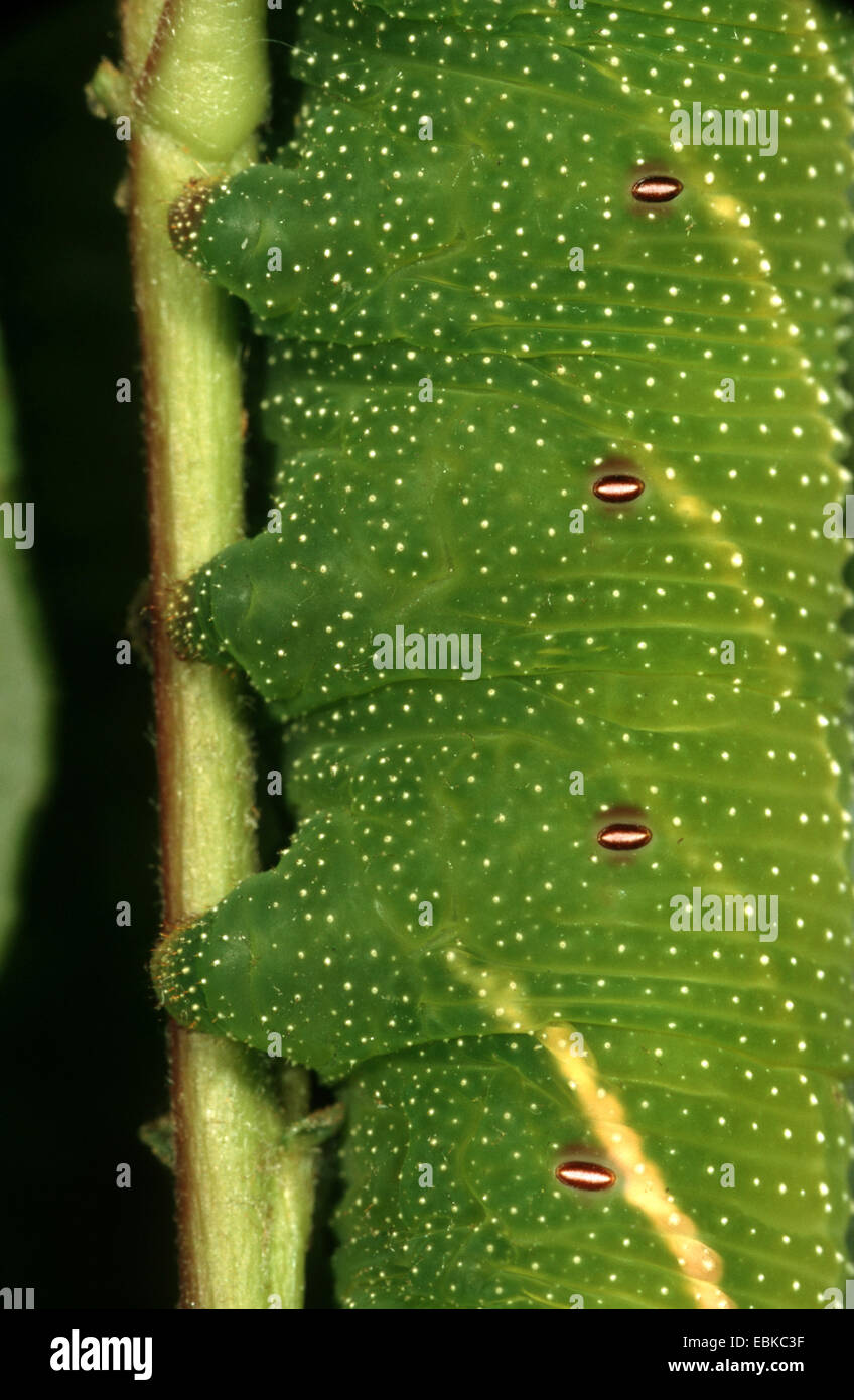 What Do Spiracles Do