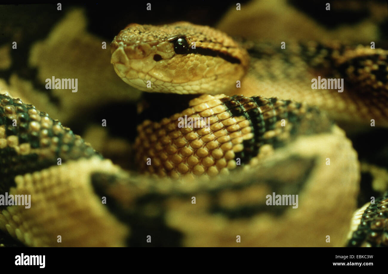 Bushmaster snake (Lachesis mutus, Lachesis muta, Lachesis muta muta ...