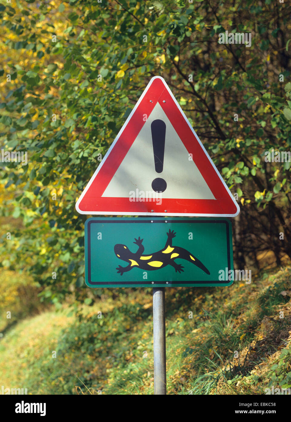 European fire salamander (Salamandra salamandra), road sign warning ...