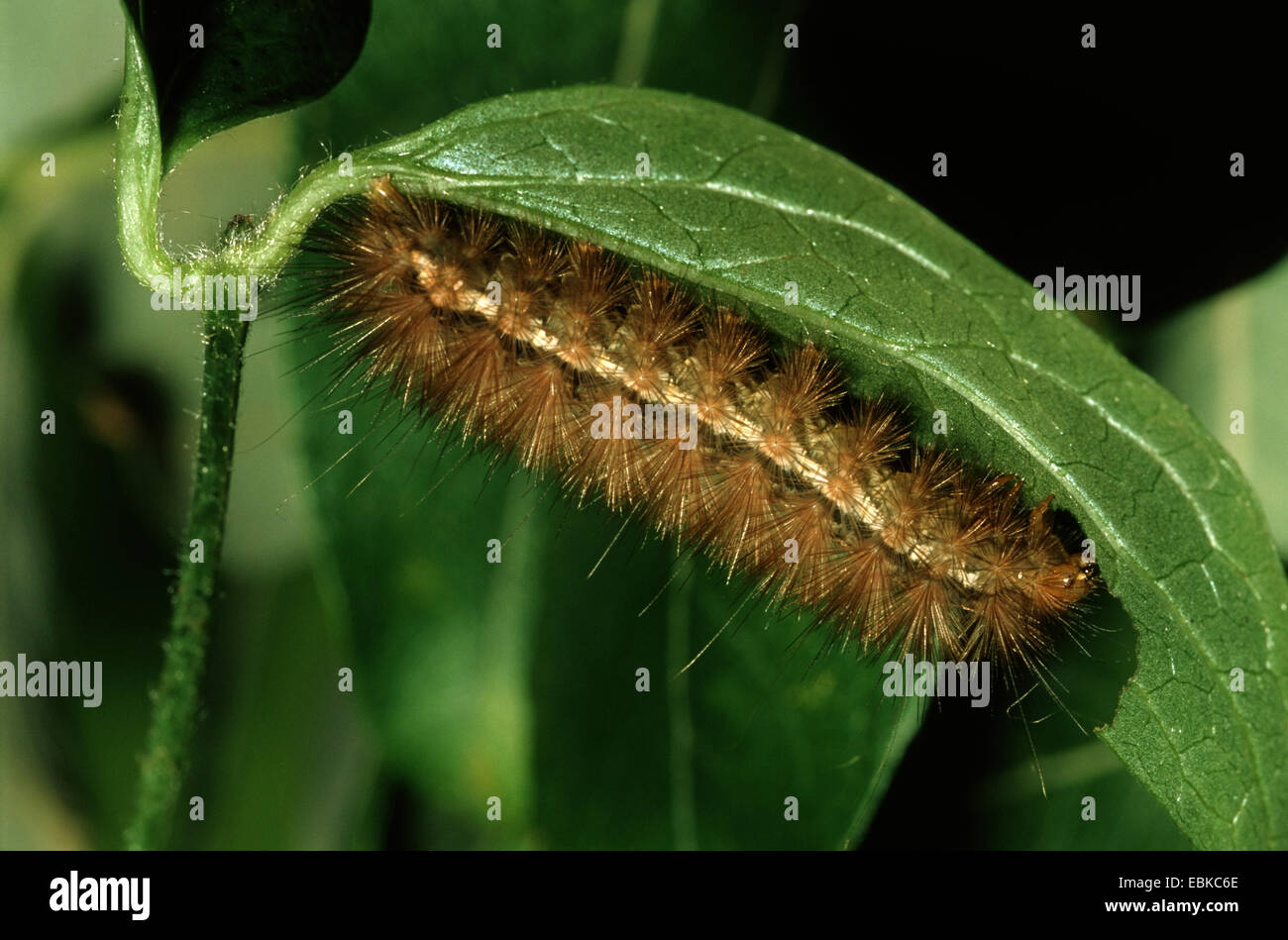 Buff Ermine Moth (Spilosoma lutea, Spilosoma luteum, Spilarctia lutea ...