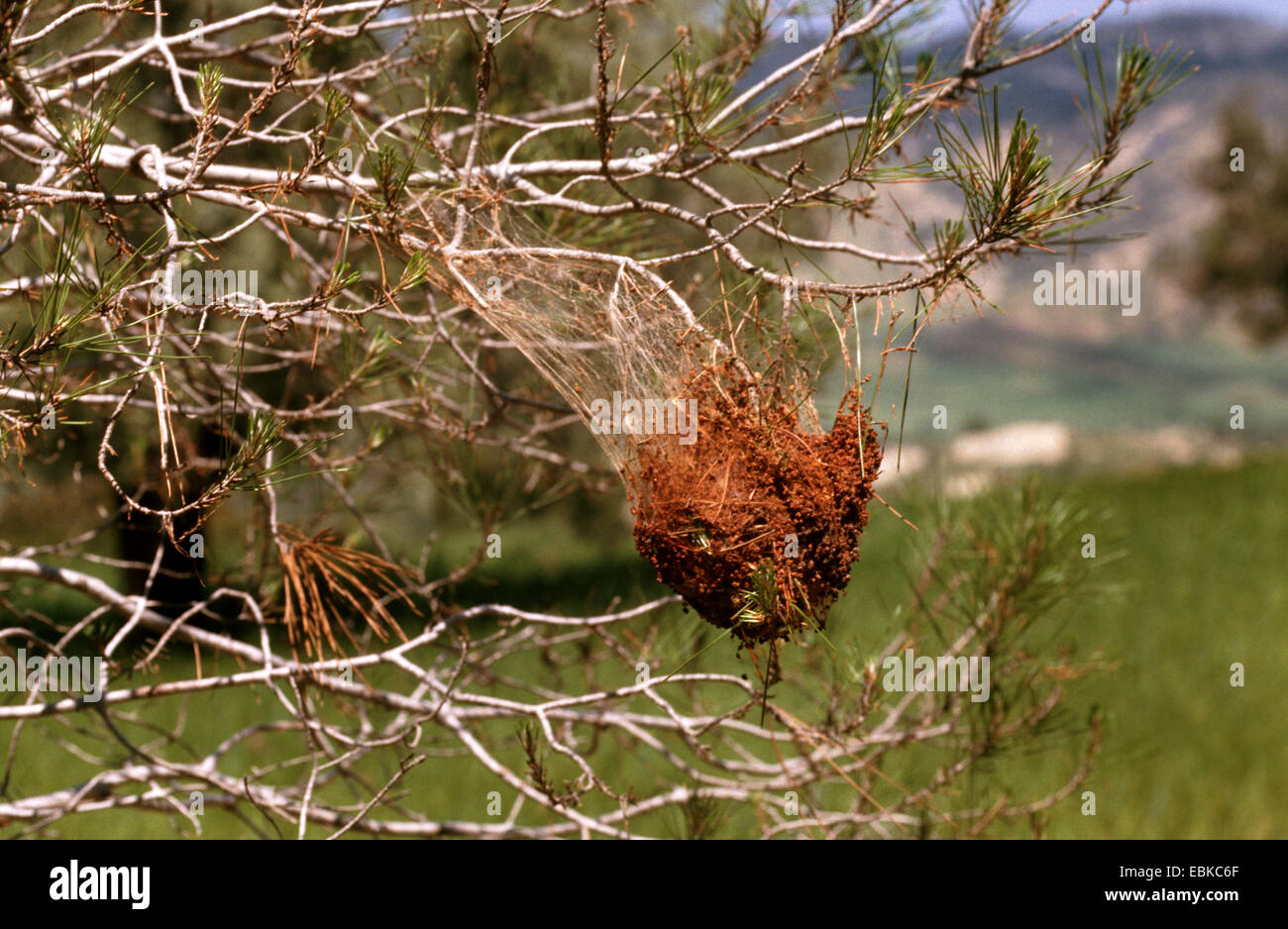 pine processionary moth (Thaumetopoea pityocampa), caterpillars in the ...
