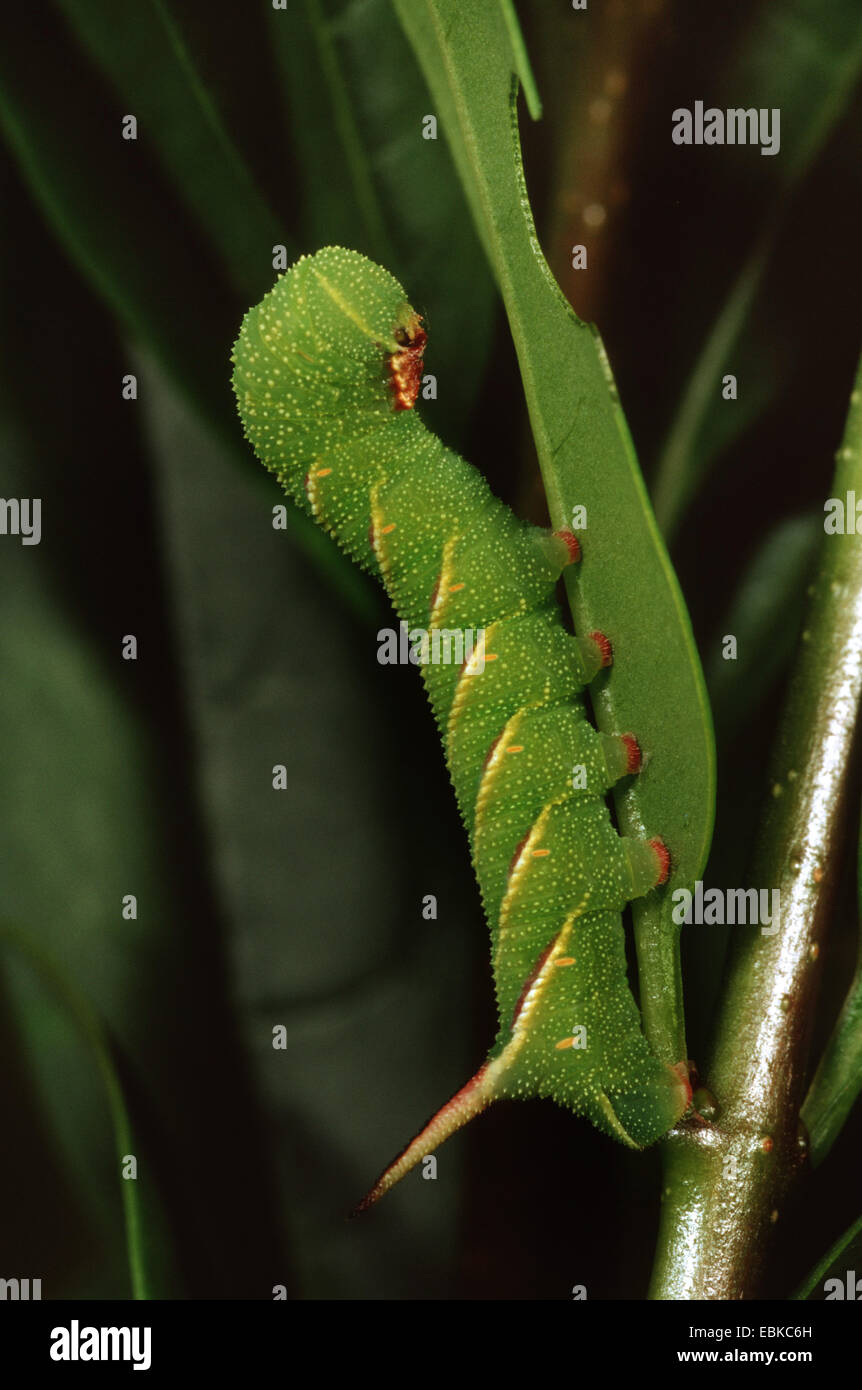 Privet leaf hi-res stock photography and images - Alamy
