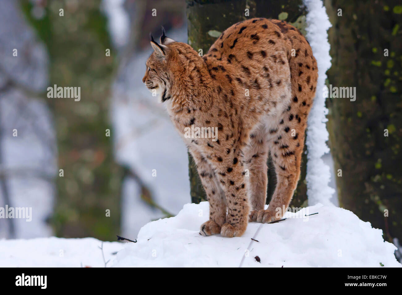 Eurasian lynx (Lynx lynx), standing on a snow covered hill in a forest ...