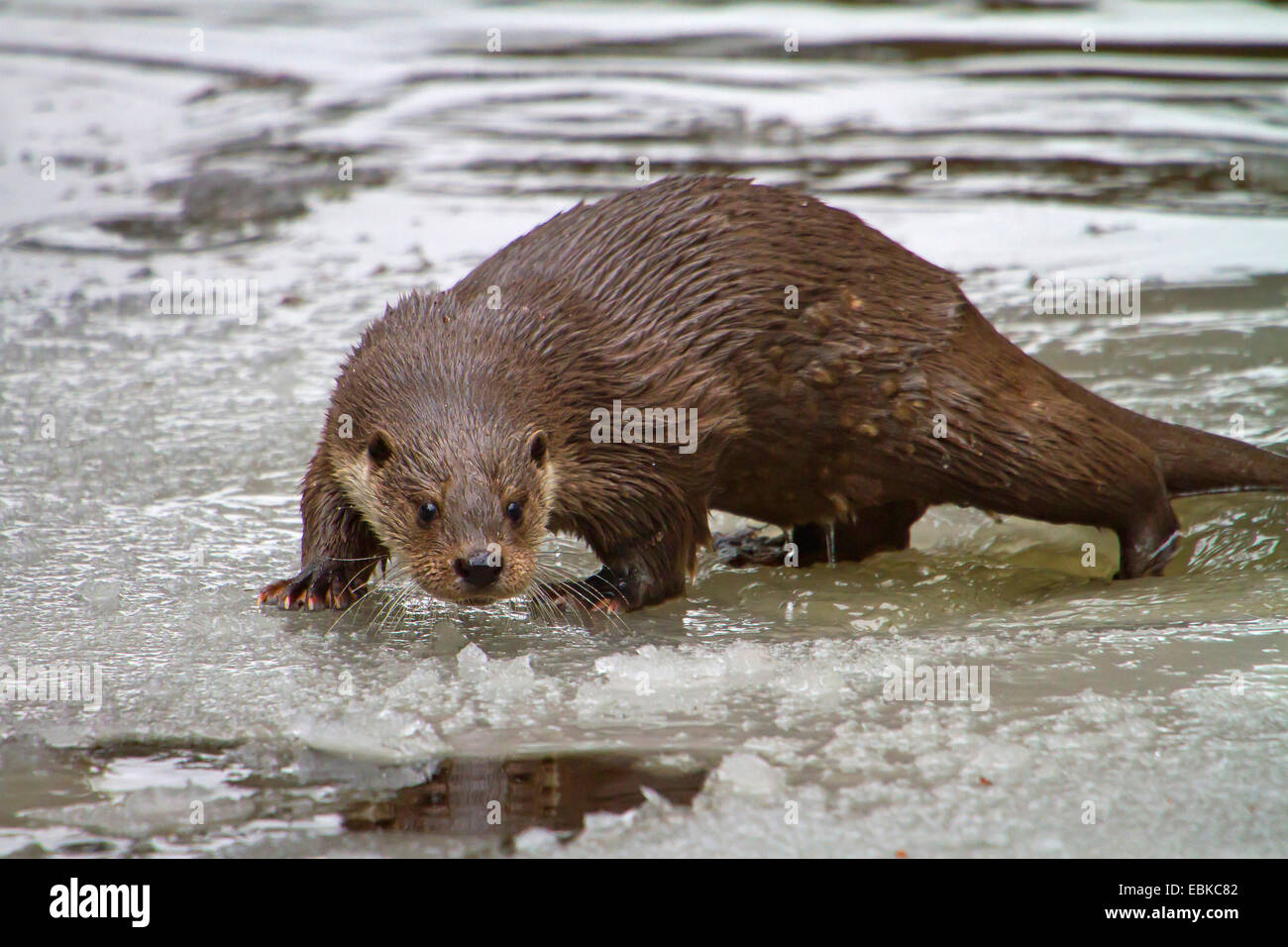 European river otter, European Otter, Eurasian Otter (Lutra lutra ...