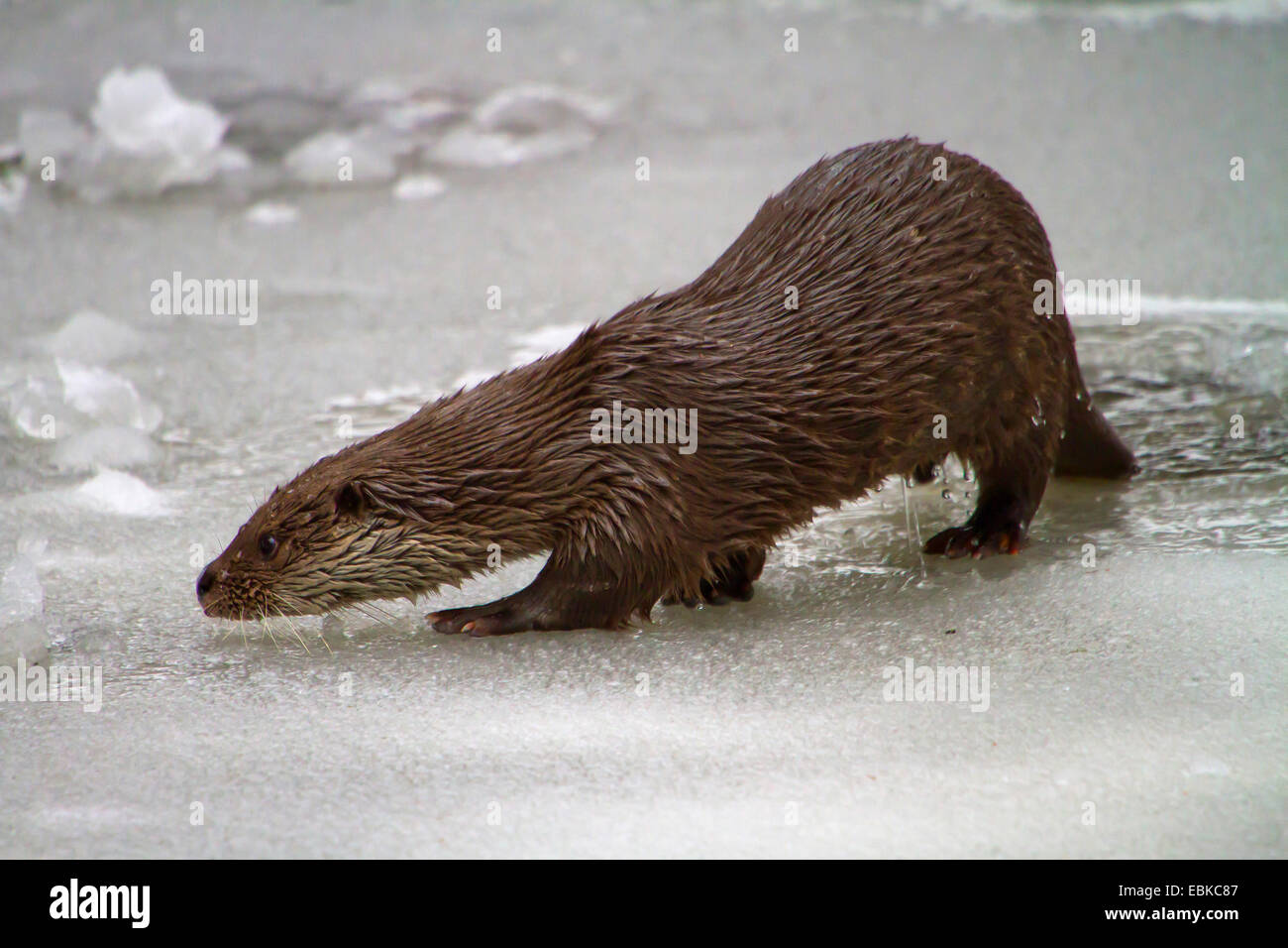 Sea Otter Walking