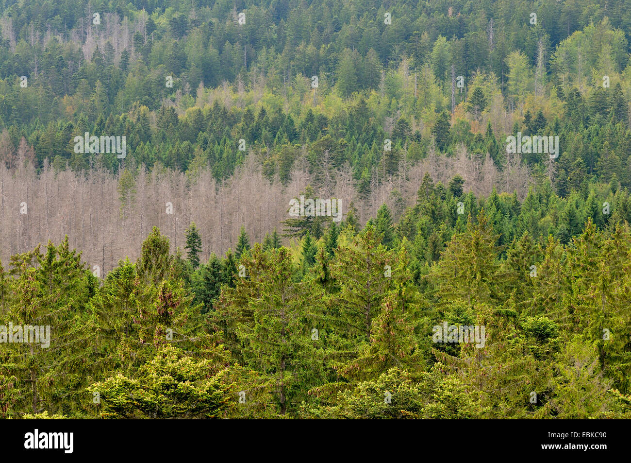Norway spruce (Picea abies), dead trees in a spruce forest, Germany ...