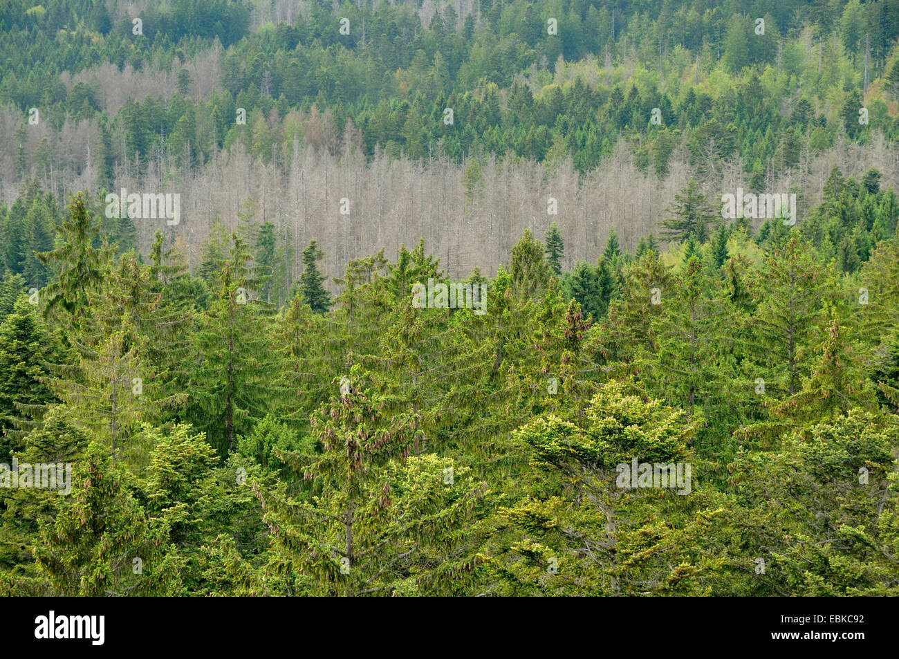Norway spruce (Picea abies), dead trees in a spruce forest, Germany ...