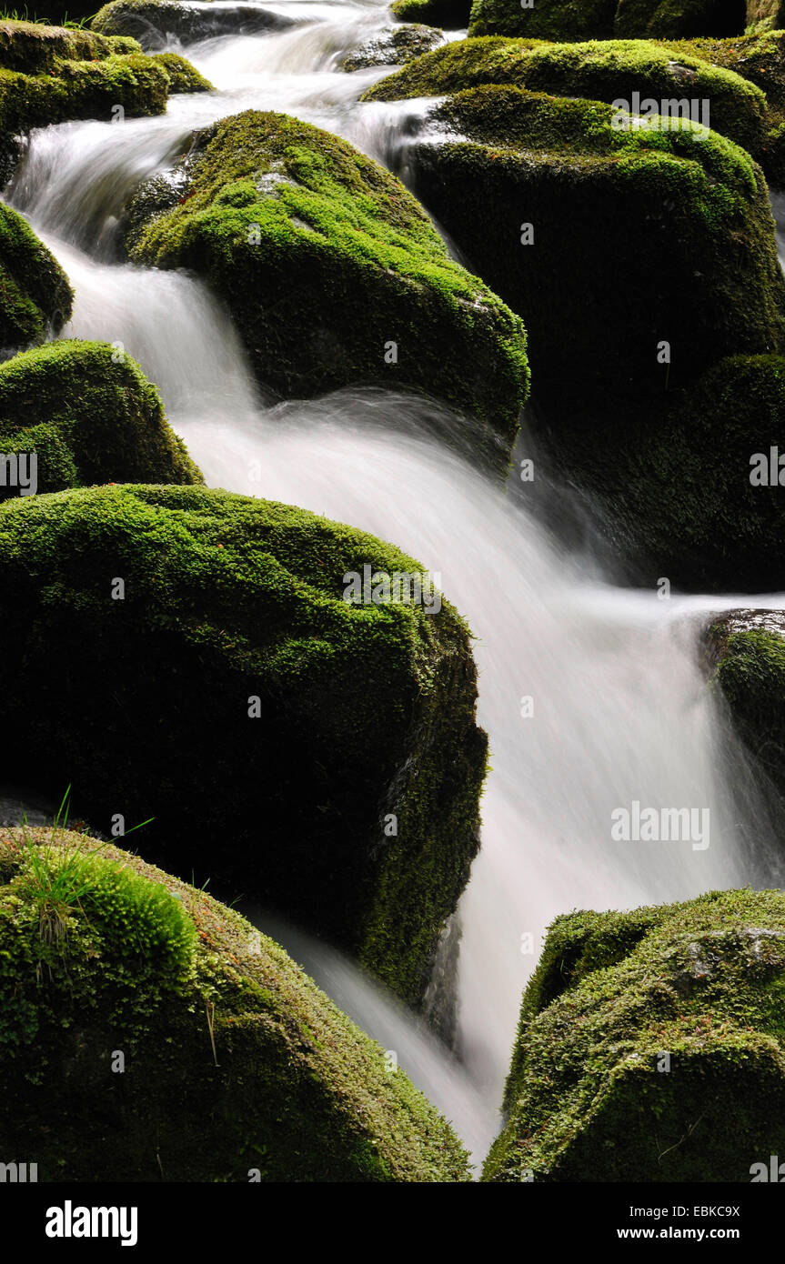 Brook through forest between mossy hi-res stock photography and images ...
