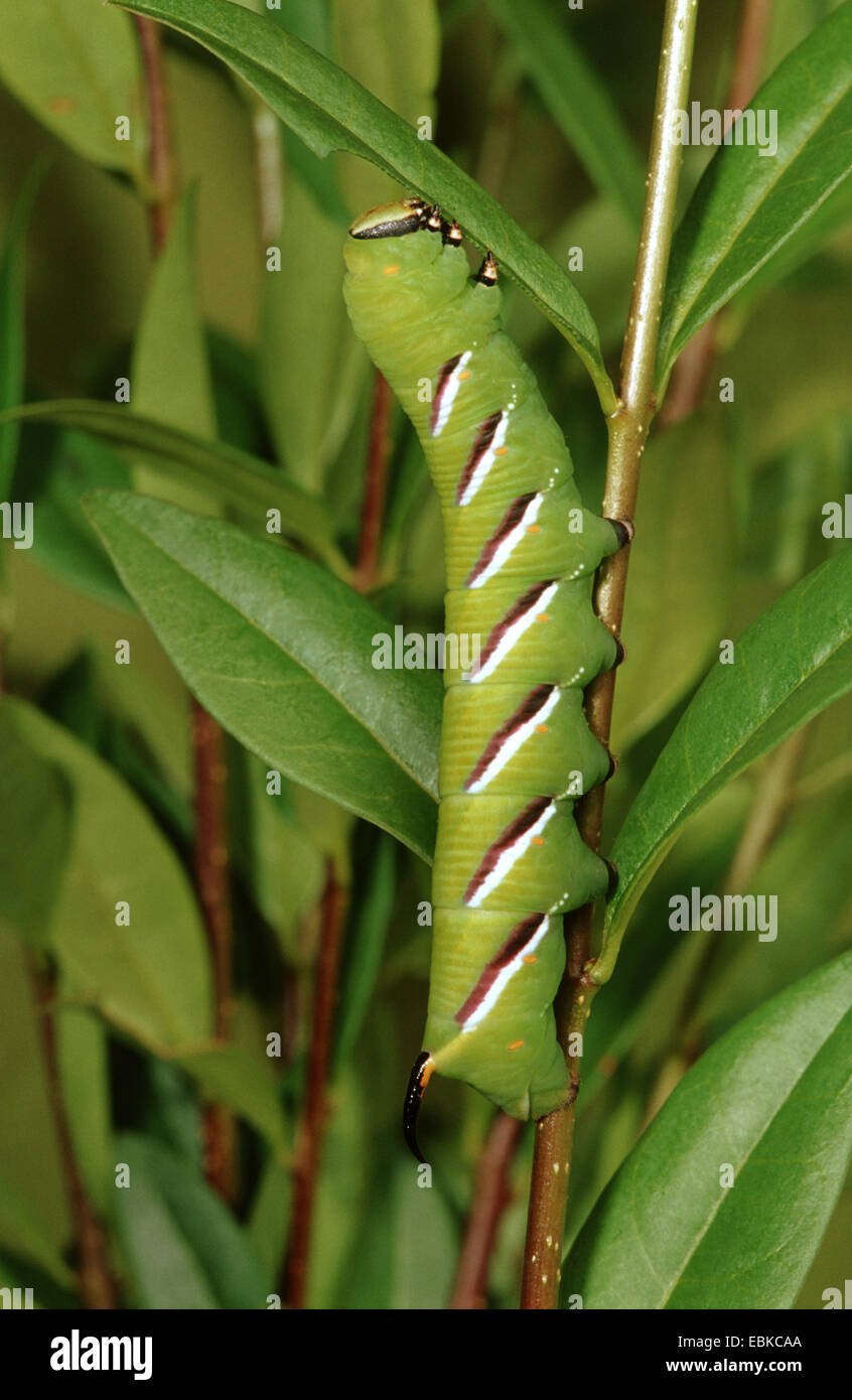 Privet leaf hi-res stock photography and images - Alamy