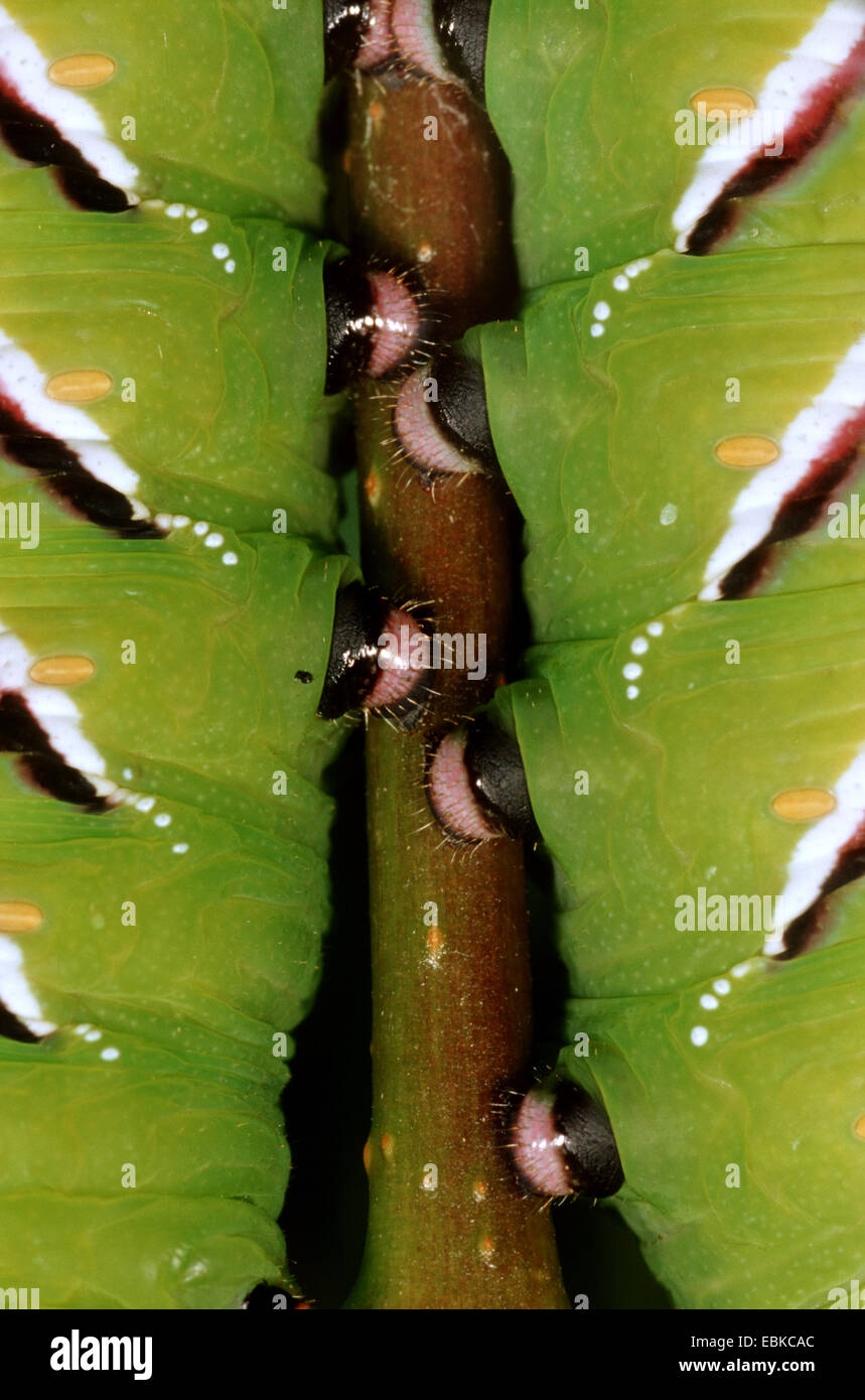 Privet leaf hi-res stock photography and images - Alamy