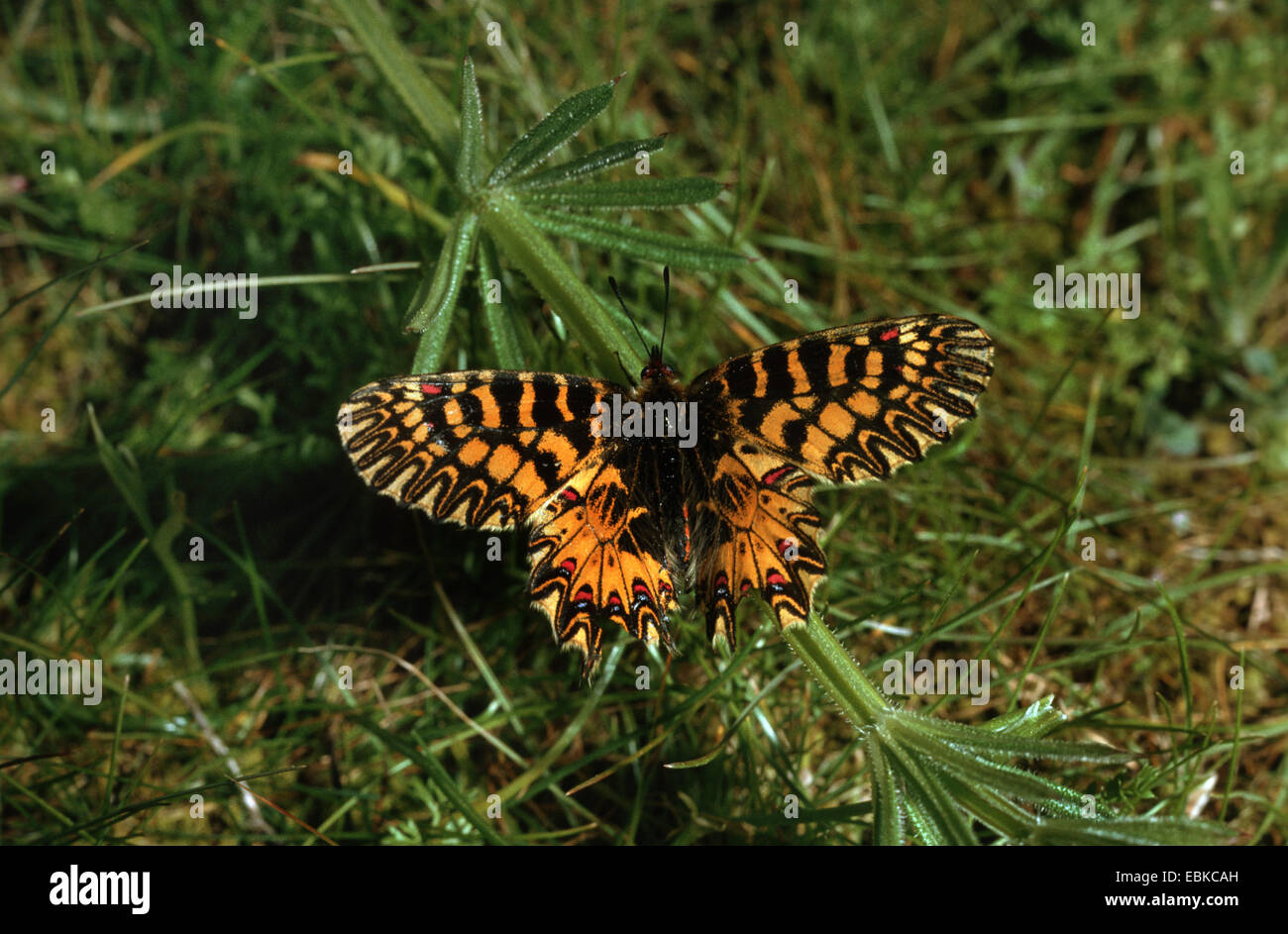 southern festoon (Zerynthia polyxena f. ochracea, Zerynthia polyxena ...