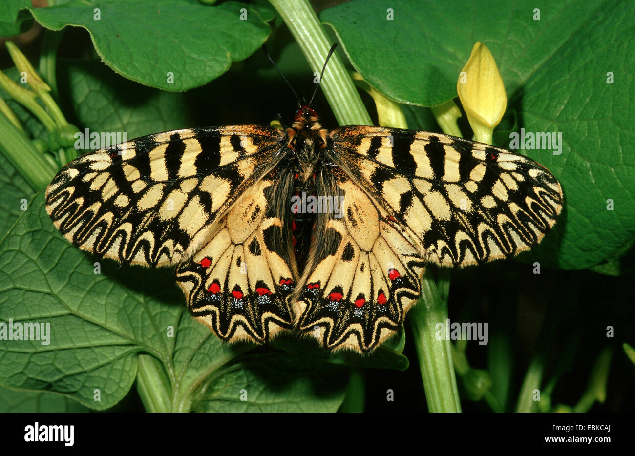 southern festoon (Zerynthia polyxena), sitting on Aristolochia ...