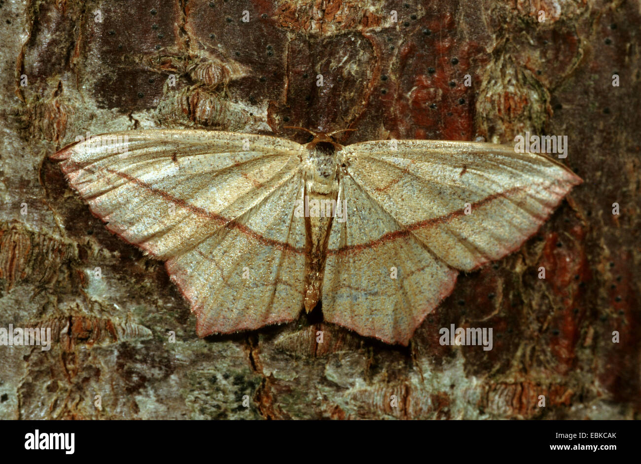 Blood vein moth timandra comae hi-res stock photography and images - Alamy