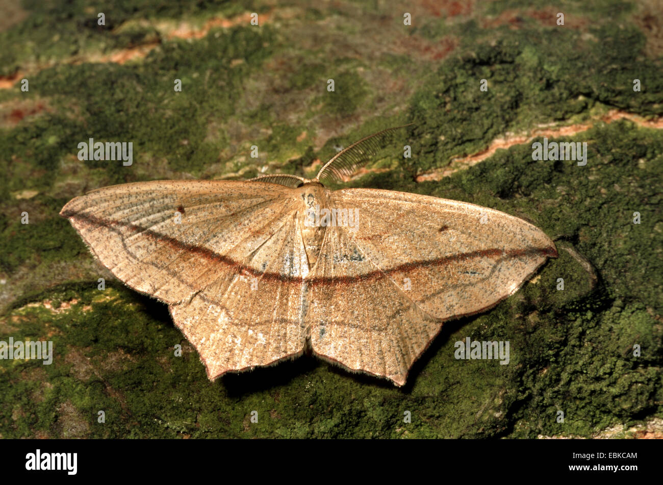 Blood vein moth timandra comae hi-res stock photography and images - Alamy