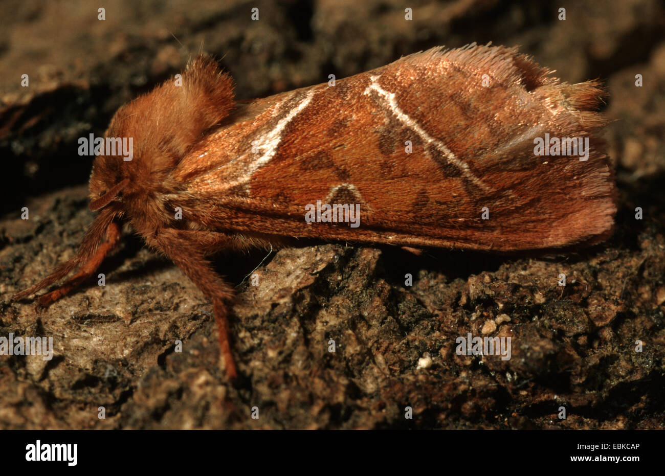 Orange Swift (Triodia sylvina), sitting on bark, Germany Stock Photo ...