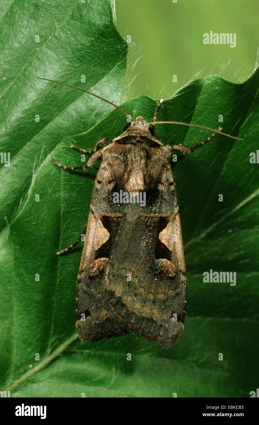 setaceous Hebrew character (Xestia c-nigrum), sitting on a leaf ...