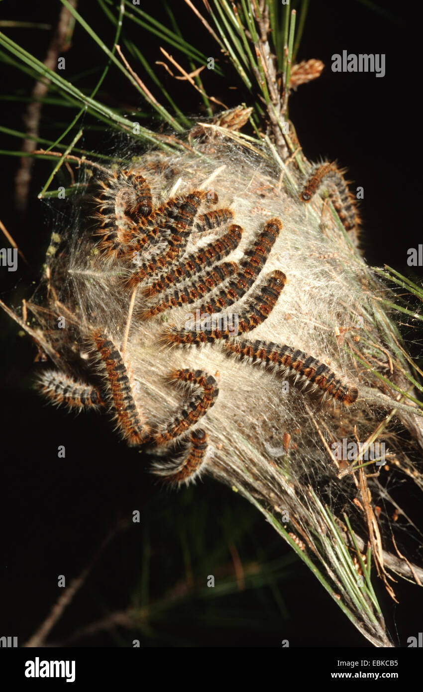 pine processionary moth (Thaumetopoea pityocampa), caterpillars in the ...