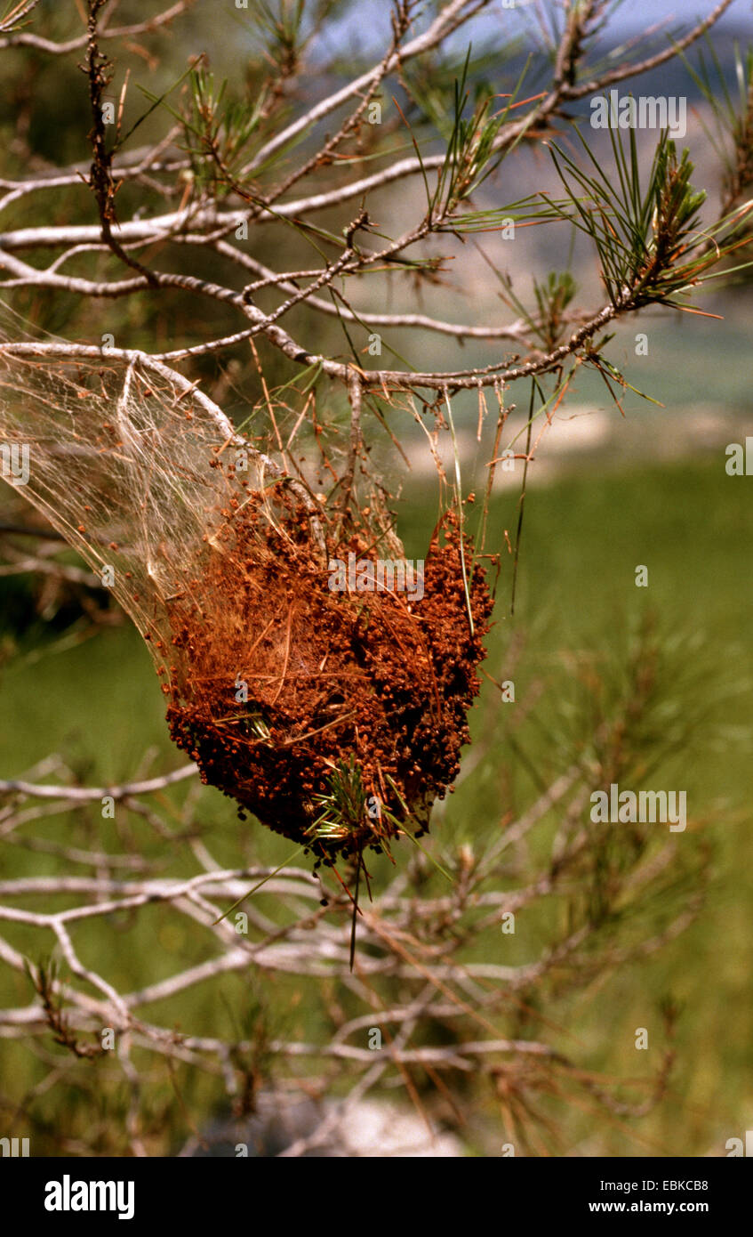 pine processionary moth (Thaumetopoea pityocampa), caterpillars in the ...