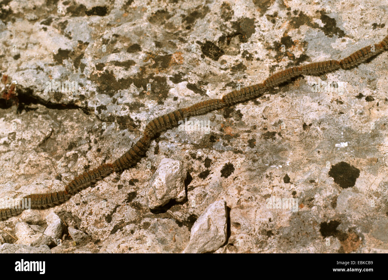 pine processionary moth (Thaumetopoea pityocampa), caterpillars walking ...