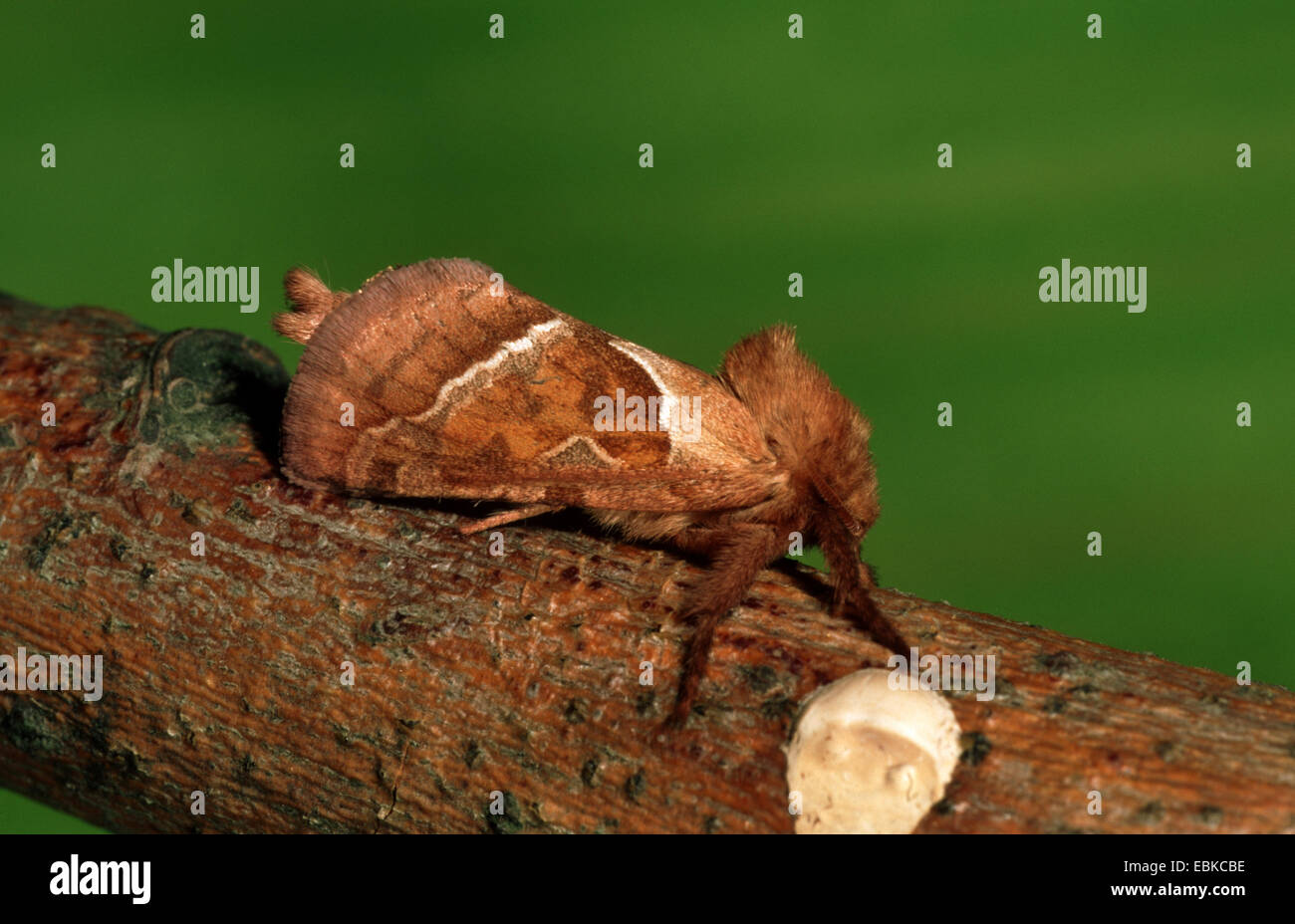 Orange Swift (Triodia sylvina), sitting on a branch, Germany Stock ...