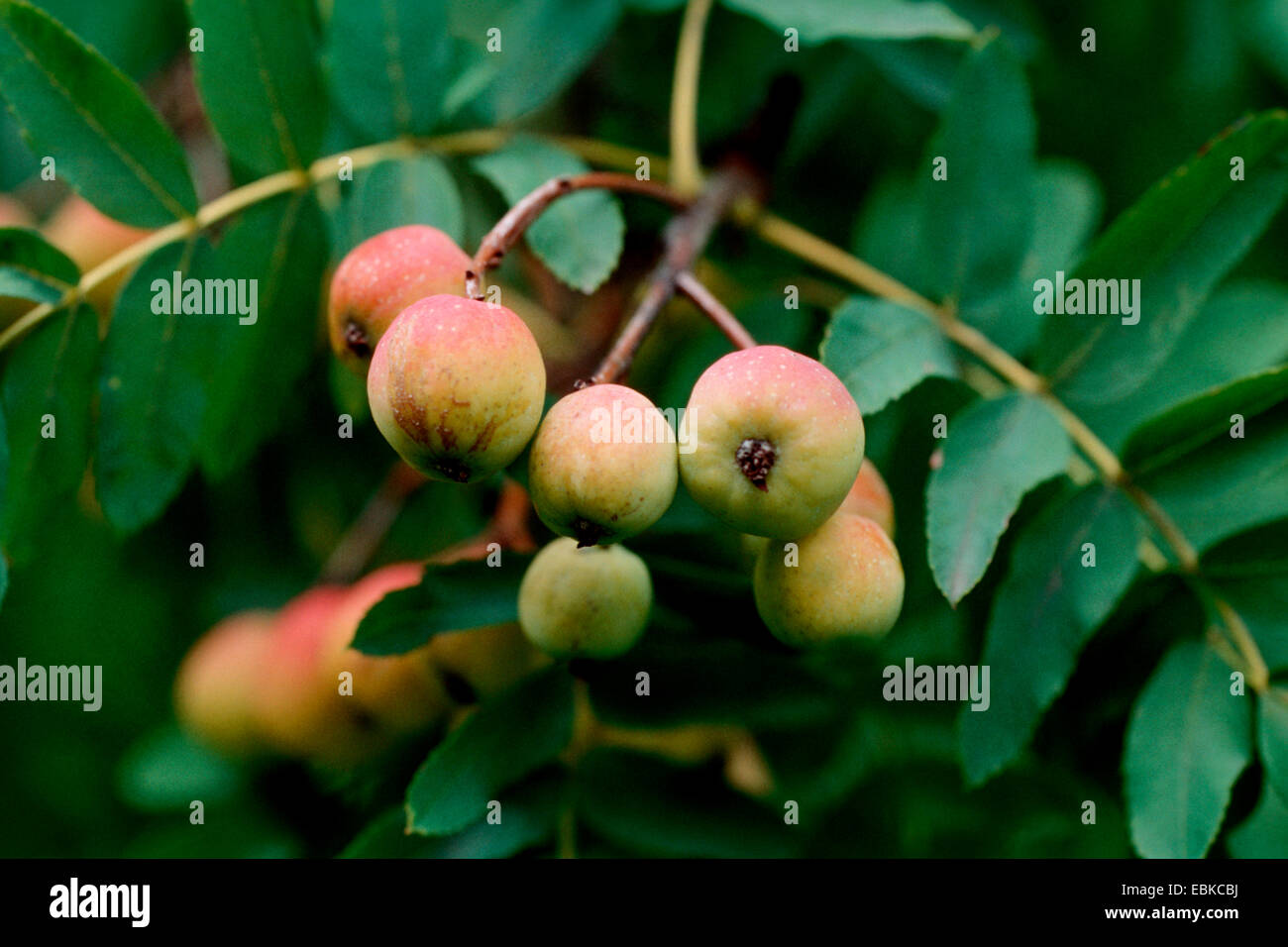 service-tree (Sorbus domestica), with fruits Stock Photo - Alamy