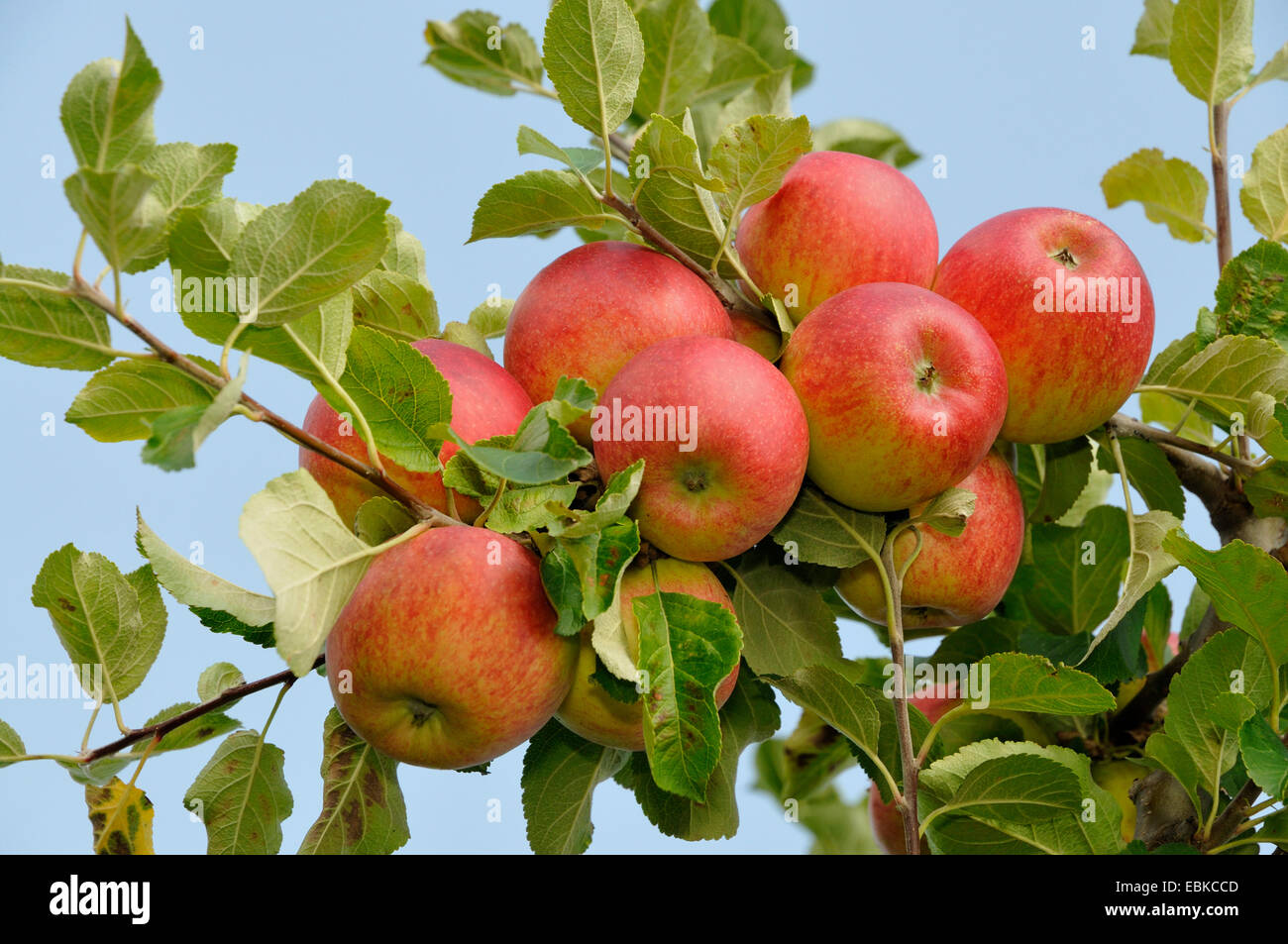 Apple tree malus domestica elstar hi-res stock photography and images ...